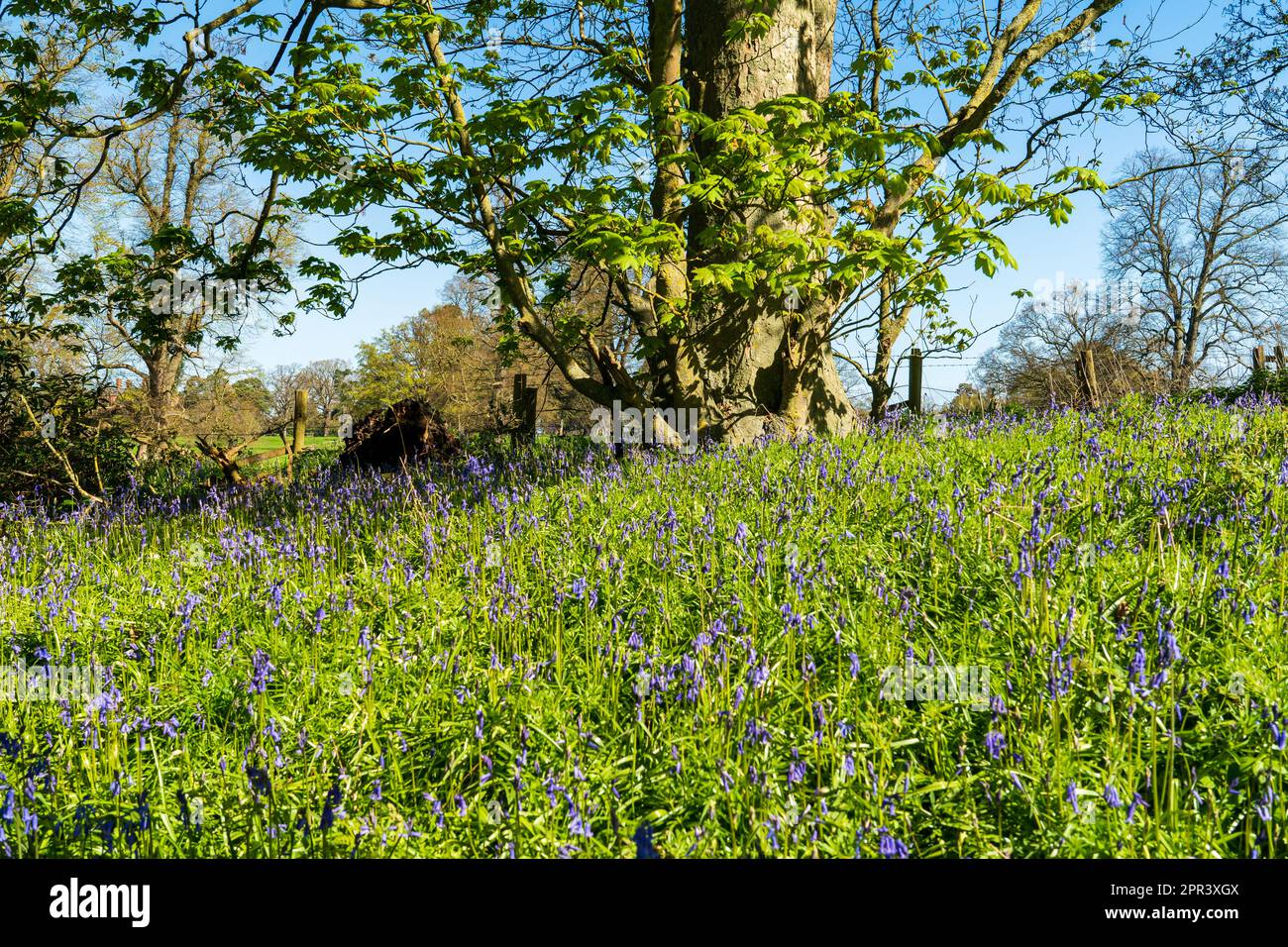 Springtime Bluebell woodland in Shropshire, UK Stock Photo - Alamy