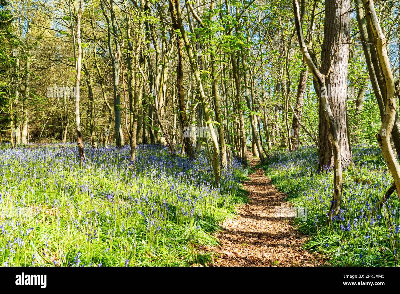 Woodland path throught the Bluebell Wood in Shropshire, UK Stock Photo ...