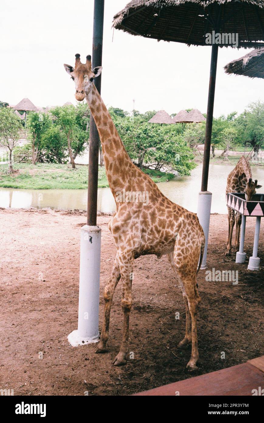 Giraffe anatomy hi-res stock photography and images - Alamy