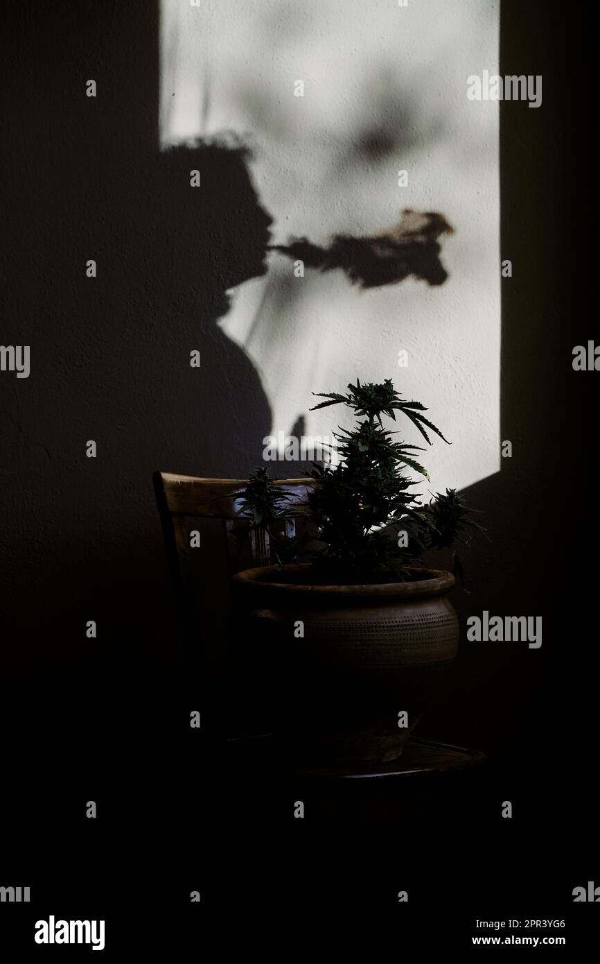 silhouette of a young man smoking marijuana in front of a cannabis ...