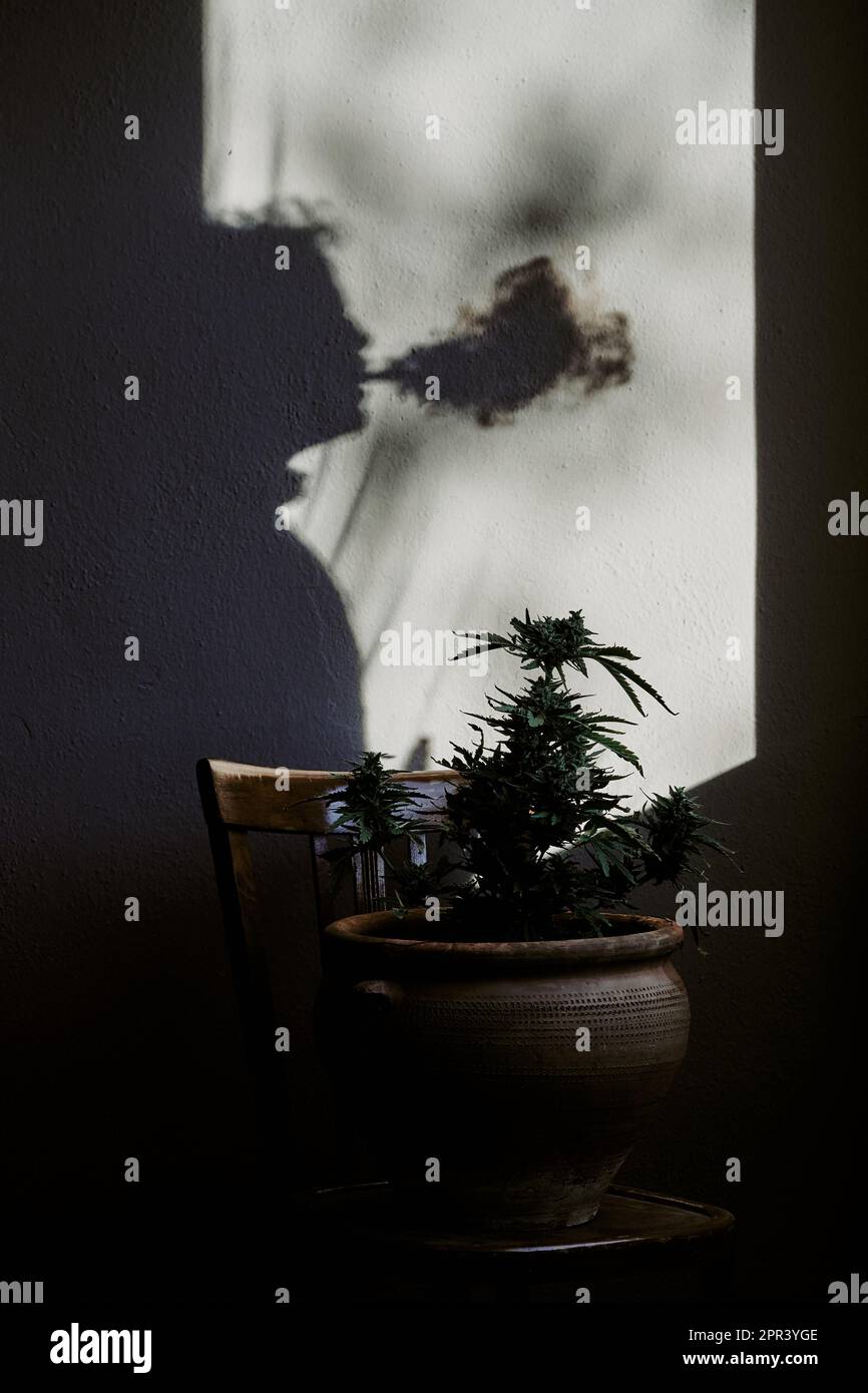 silhouette of a young man smoking marijuana in front of a cannabis ...