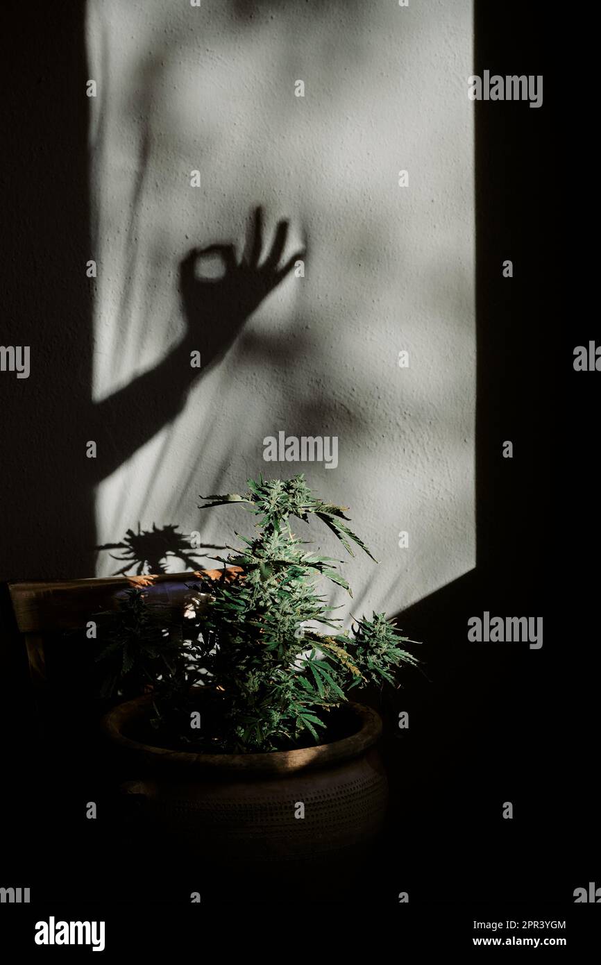 silhouette of a hand making the ok symbol, with a marijuana plant on a ...