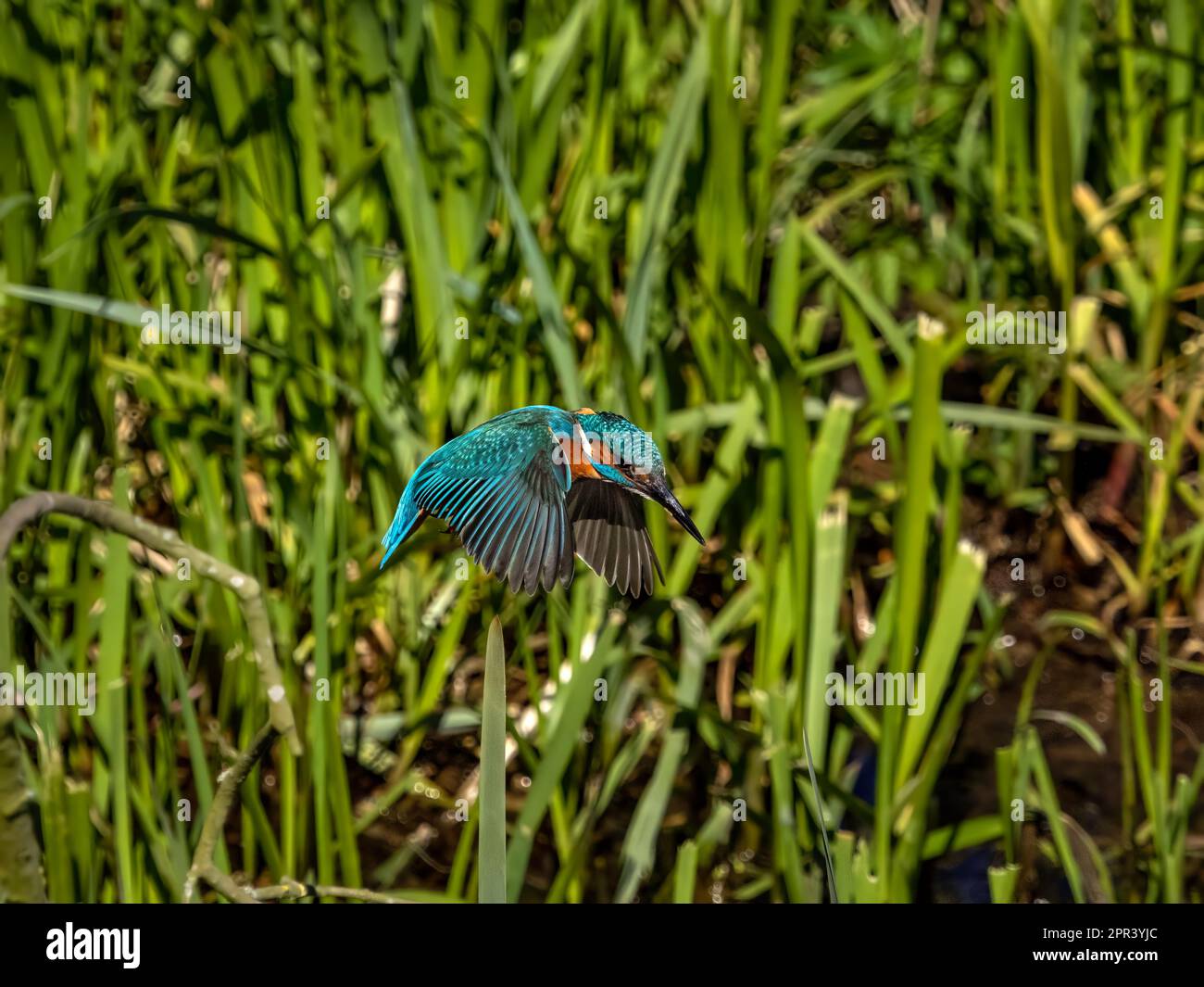Solo kingfisher hi-res stock photography and images - Alamy