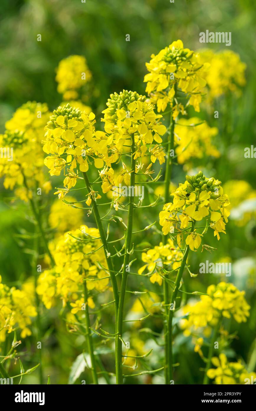 Mustard Plants, Sinapis Alba, Flowers Stock Photo - Alamy