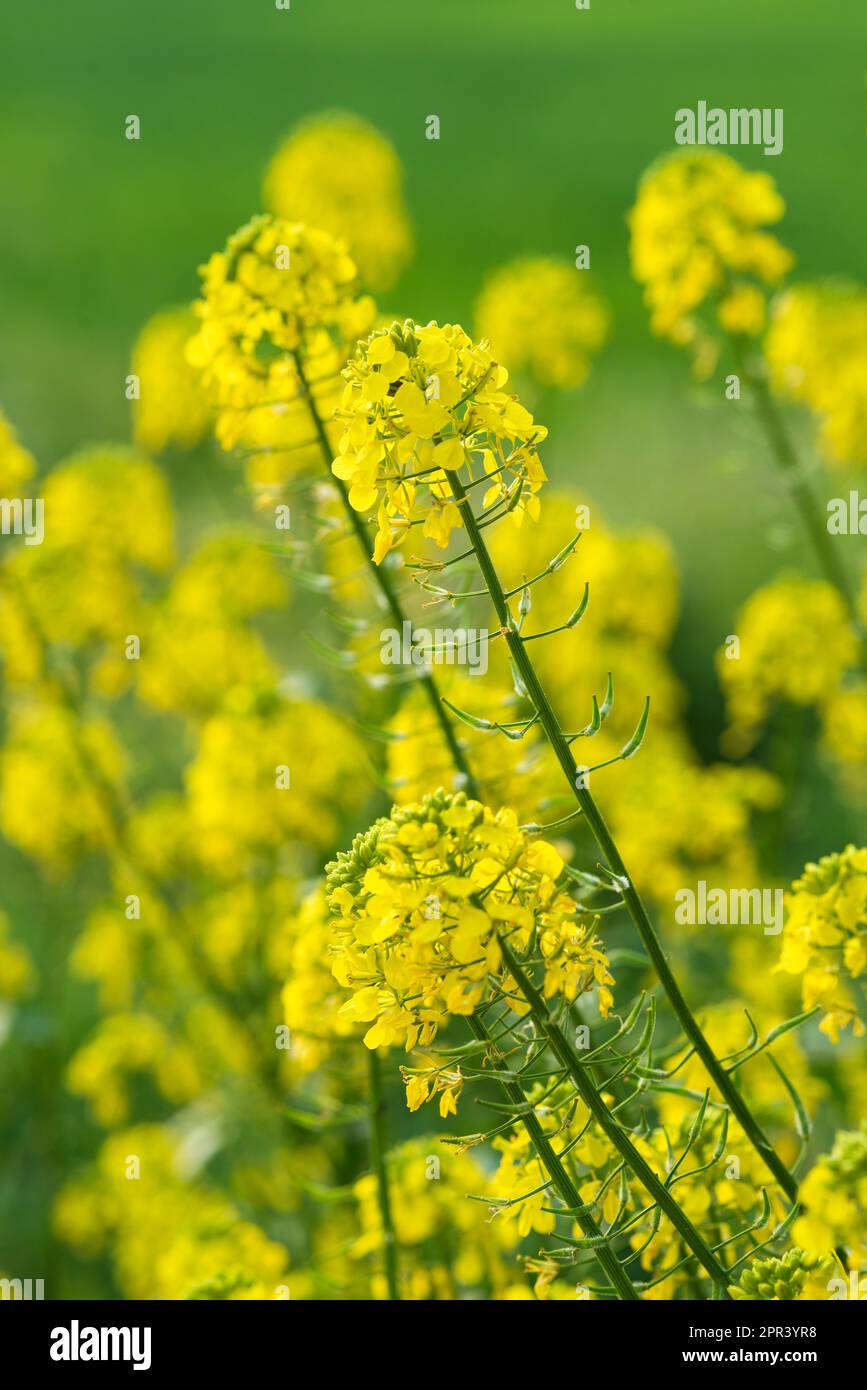 Mustard Plants, Sinapis Alba, Flowers Stock Photo - Alamy