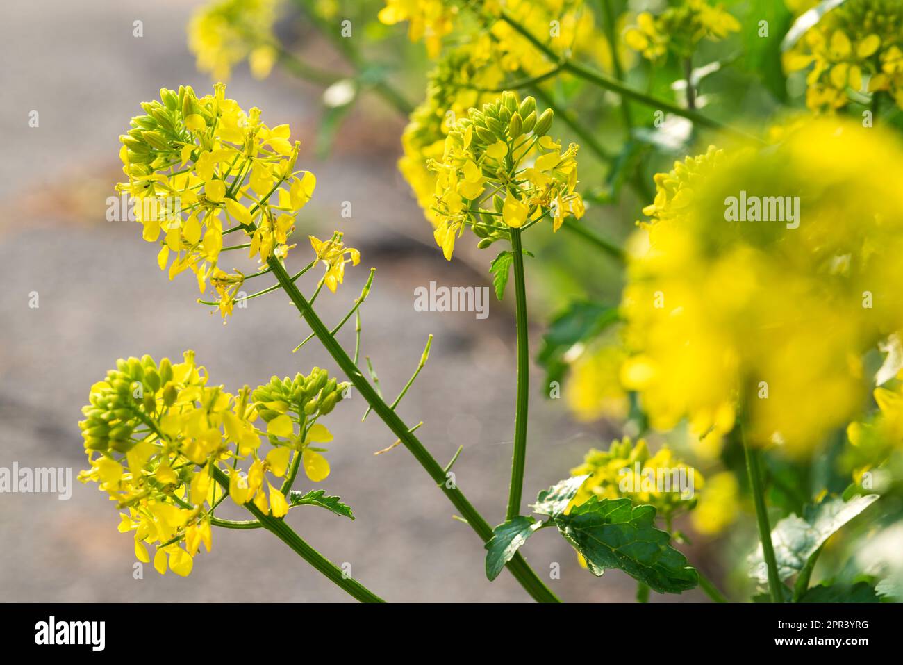 Mustard Plants, Sinapis Alba, Flowers Stock Photo - Alamy