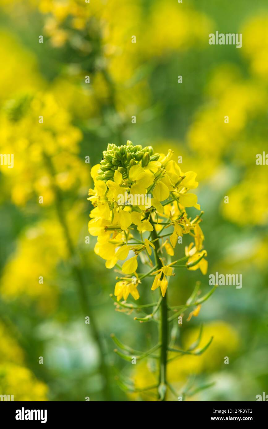 Mustard Plants, Sinapis Alba, Flowers Stock Photo - Alamy