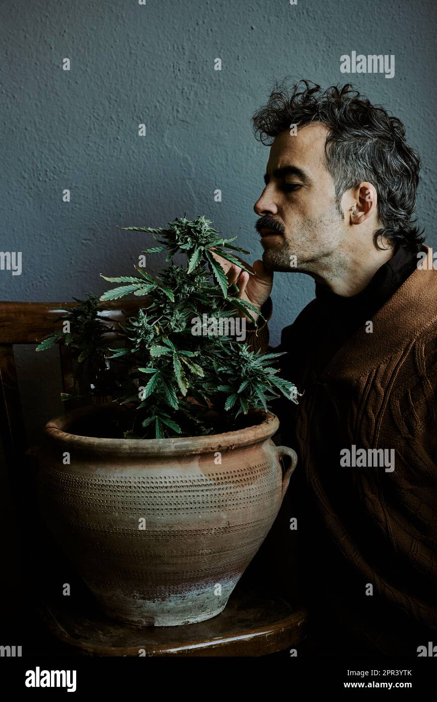 Plant cannabis hi-res stock photography and images - Alamy