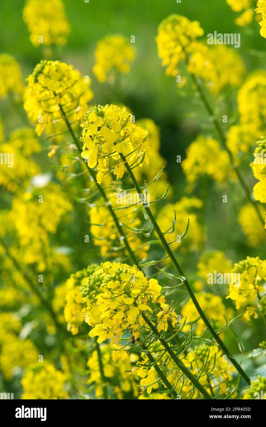 Sinapis alba garden hi-res stock photography and images - Alamy