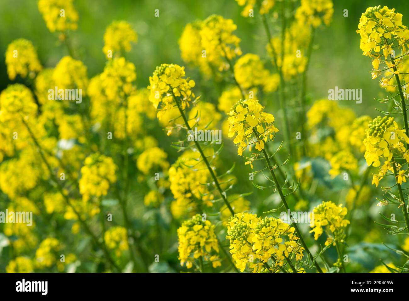 Sinapis alba garden hi-res stock photography and images - Alamy