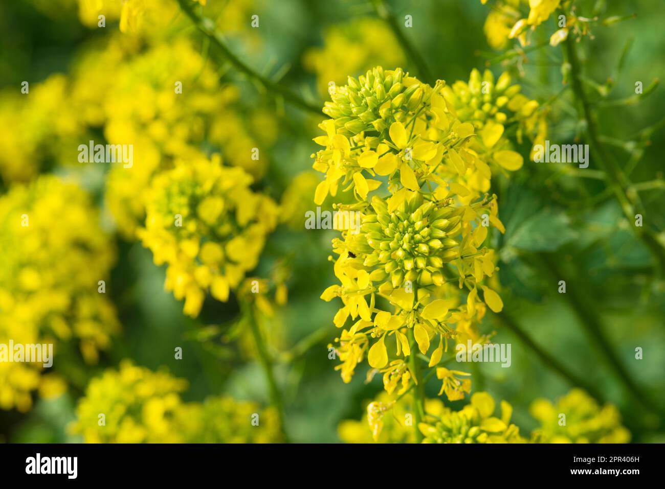 Mustard Plants, Sinapis Alba, Flowers Stock Photo - Alamy