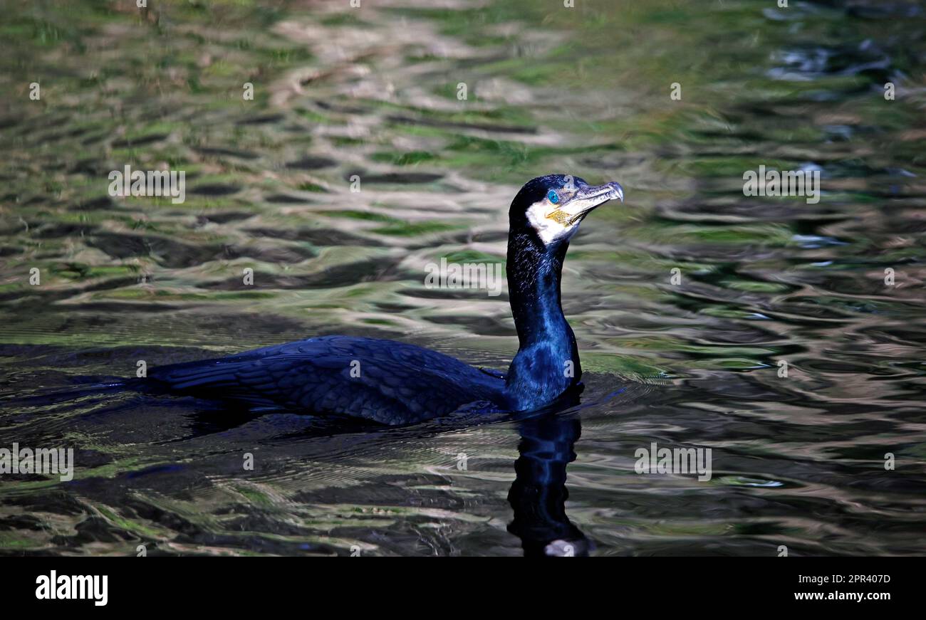 Cormorant fishing on the river Stock Photo - Alamy