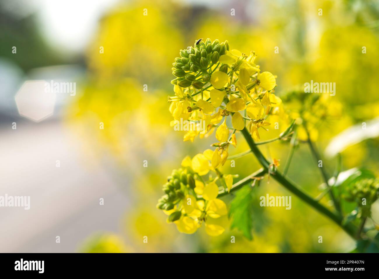 Mustard Plants, Sinapis Alba, Flowers Stock Photo - Alamy