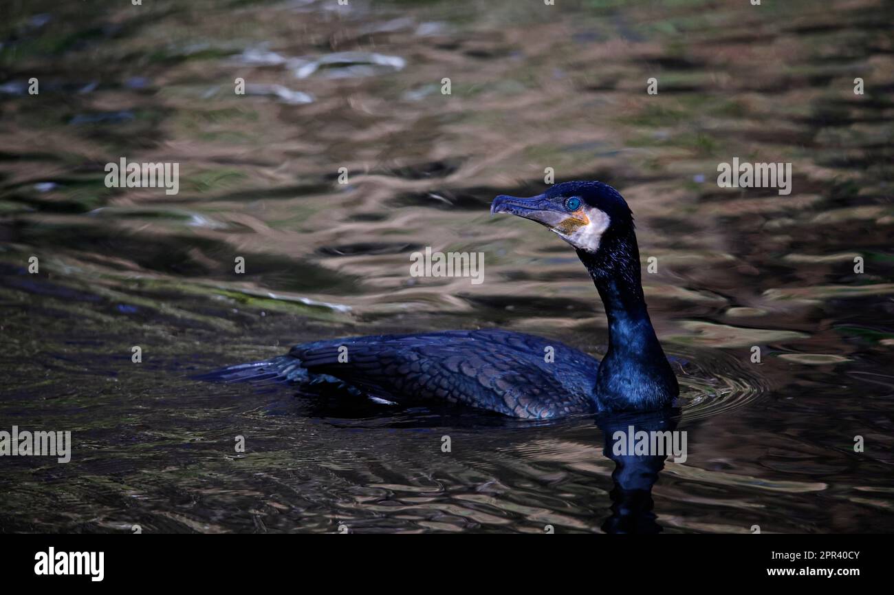 Cormorant fishing on the river Stock Photo - Alamy