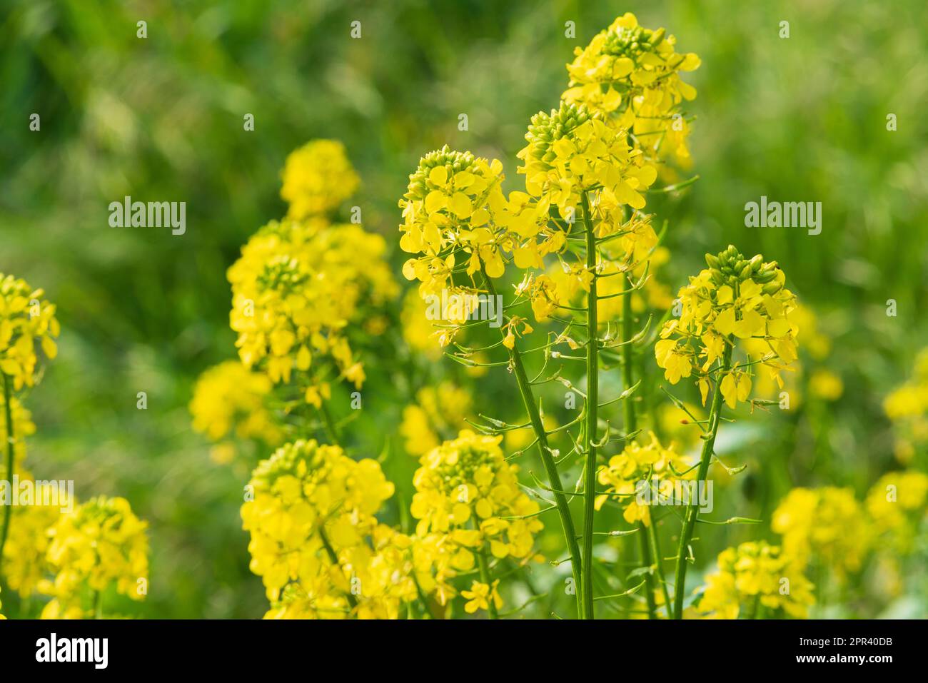 Mustard Plants, Sinapis Alba, Flowers Stock Photo - Alamy