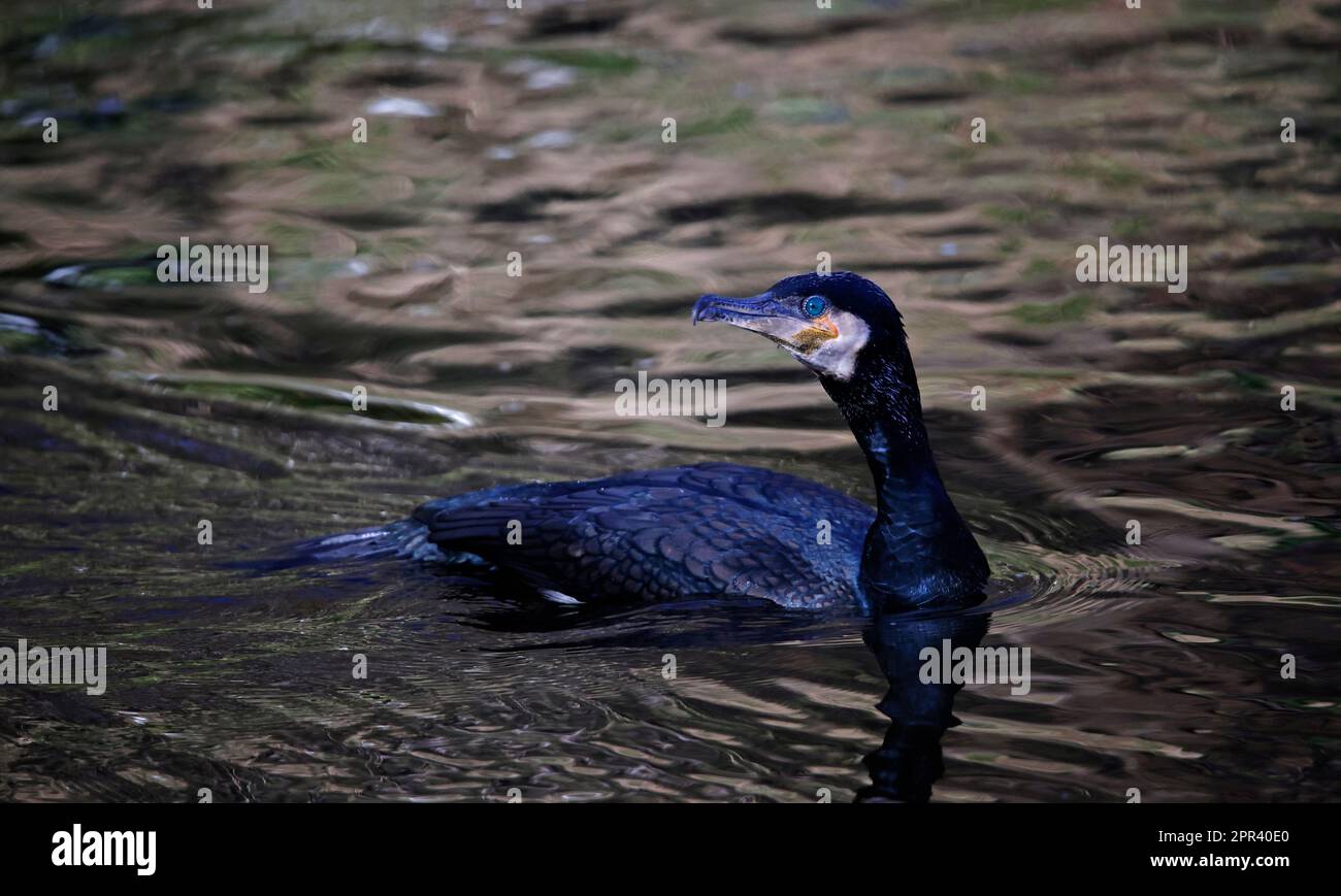 Cormorant fishing on the river Stock Photo - Alamy