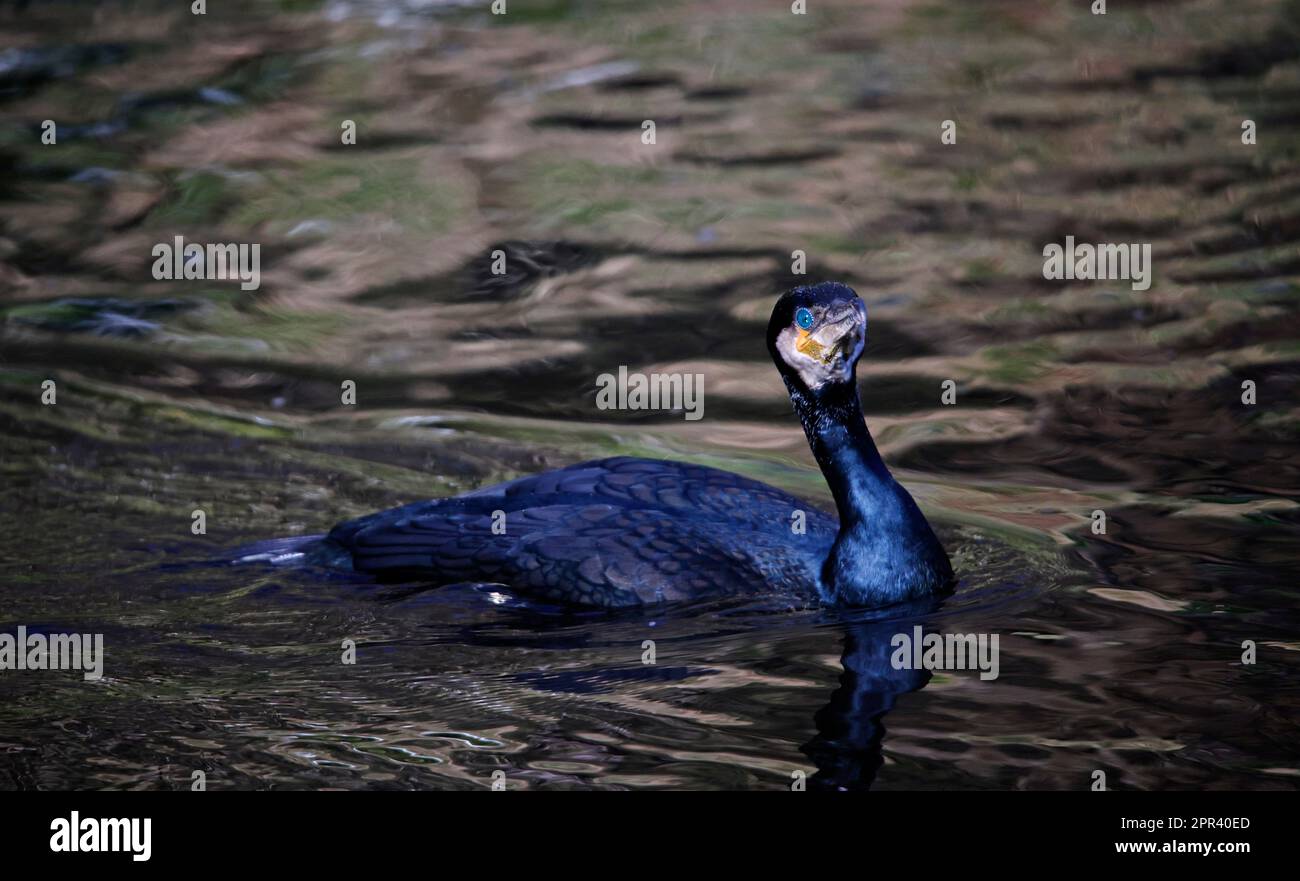 Cormorant fishing on the river Stock Photo - Alamy