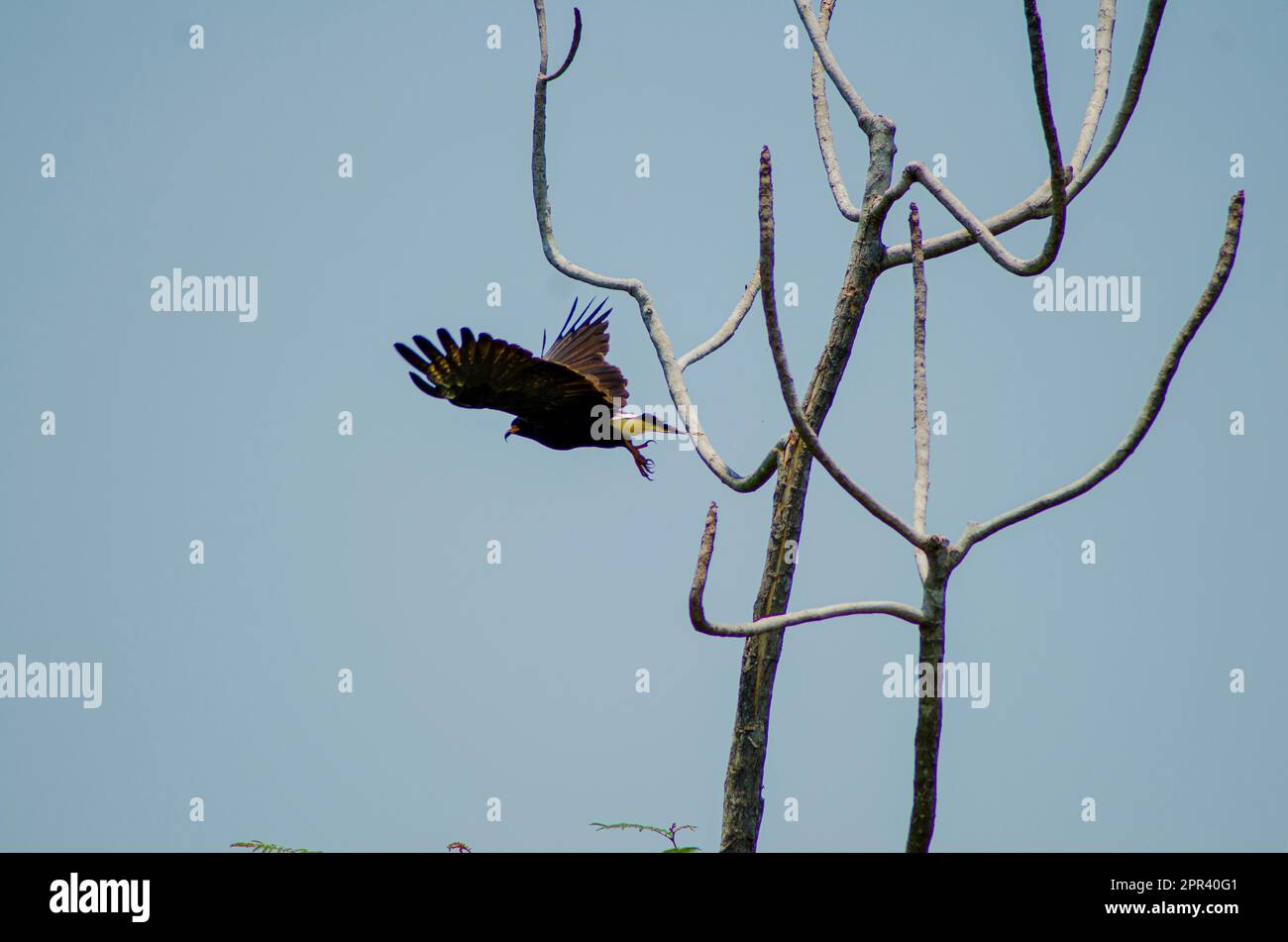 Flying snail hi-res stock photography and images - Alamy