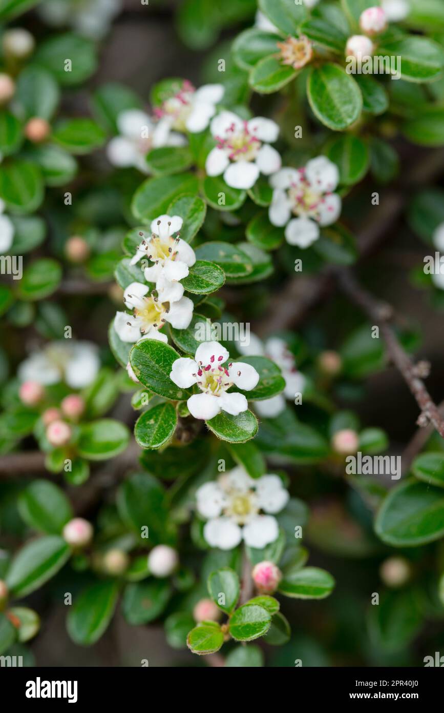 Bearberry Cotoneaster, Cotoneaster Dammeri, Flowers Stock Photo - Alamy