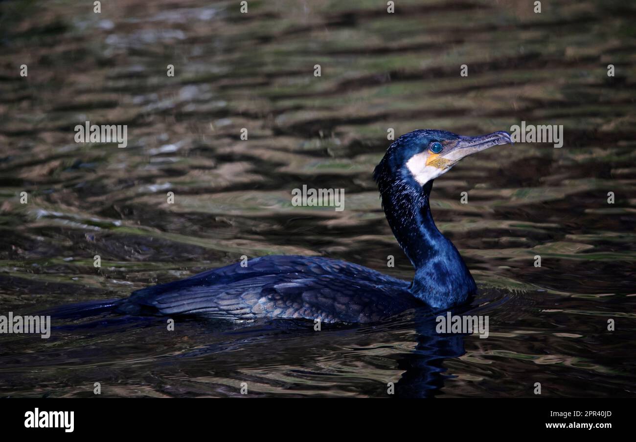Cormorant fishing on the river Stock Photo - Alamy