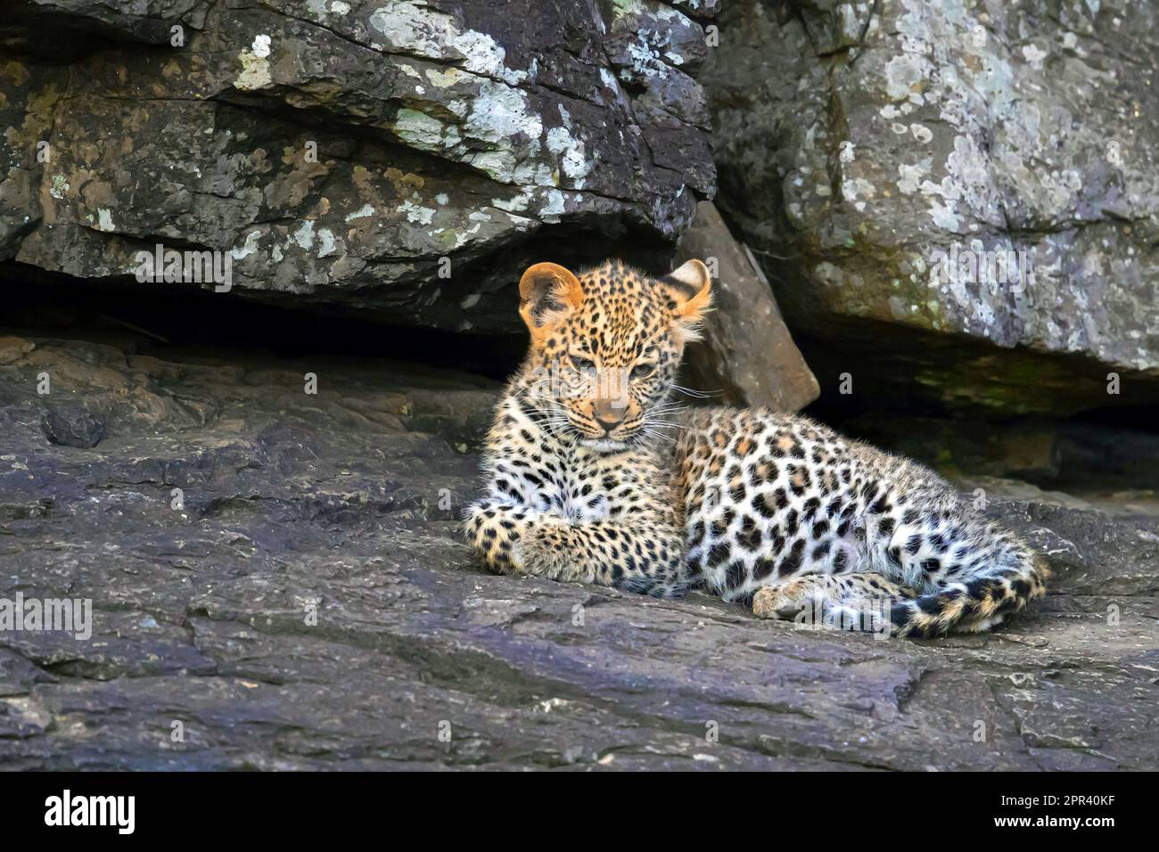 leopard (Panthera pardus), leopard cub resting alone on a rock, Kenya ...