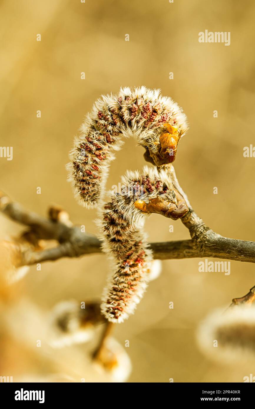 European aspen (Populus tremula), male catkins, Germany Stock Photo - Alamy