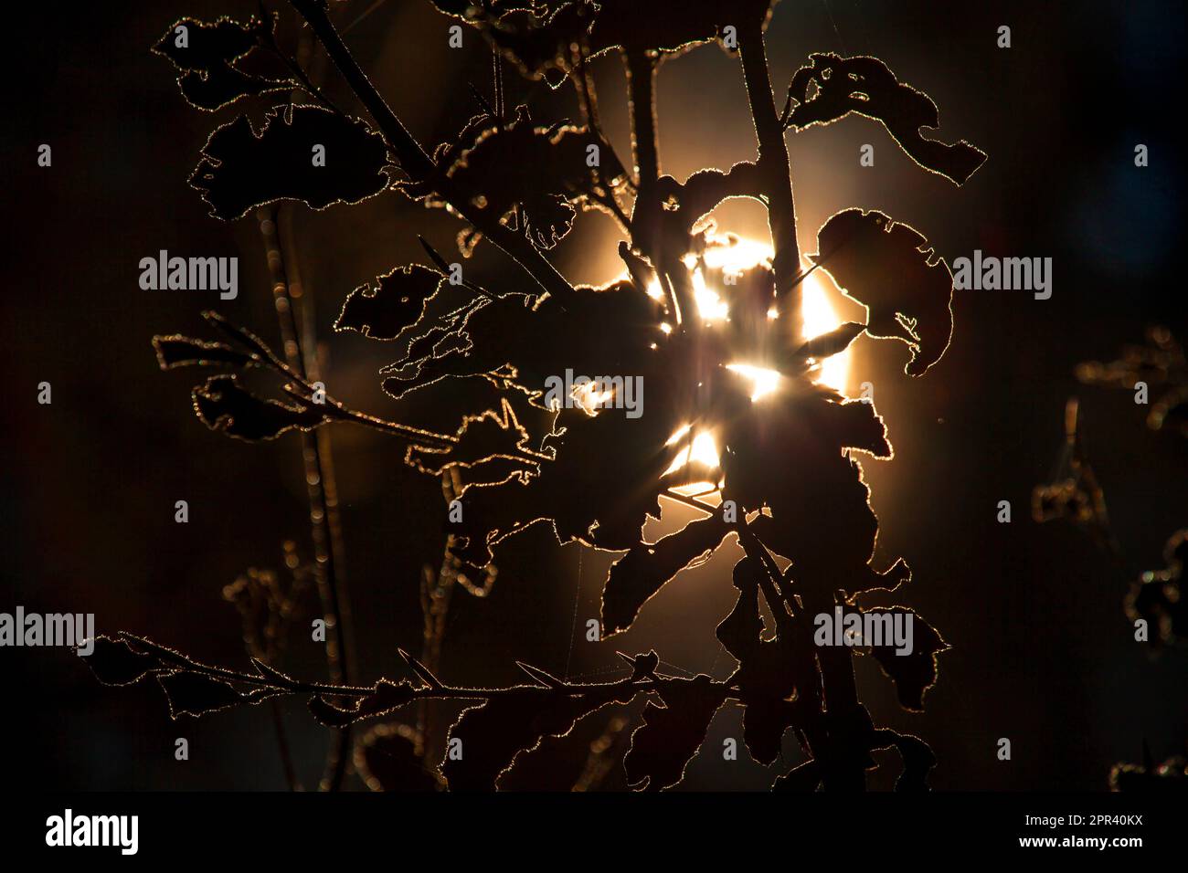 leaves in backlight, Low-key lighting Stock Photo - Alamy