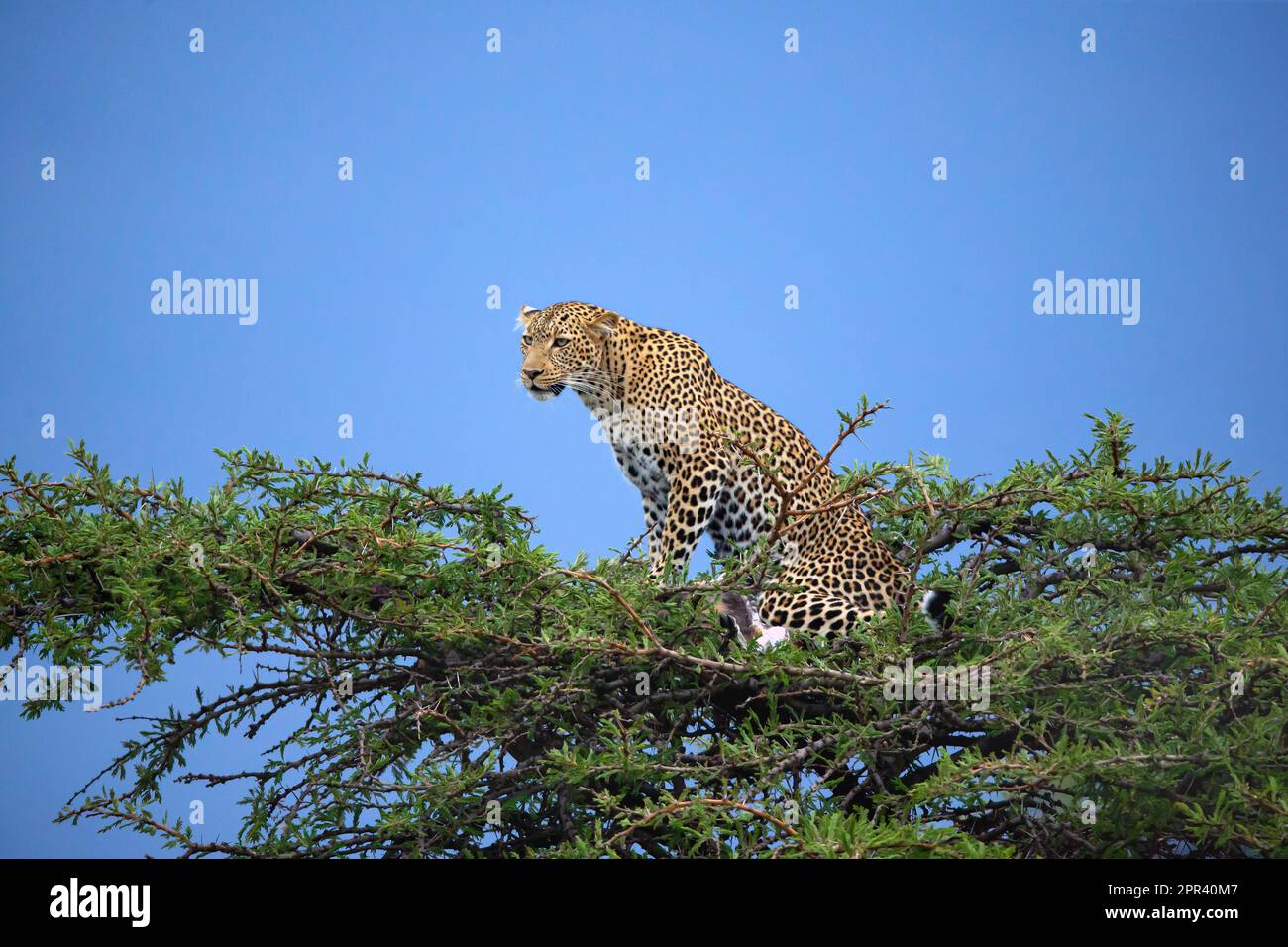 leopard (Panthera pardus), leopardess sits on treetop and peering, side ...