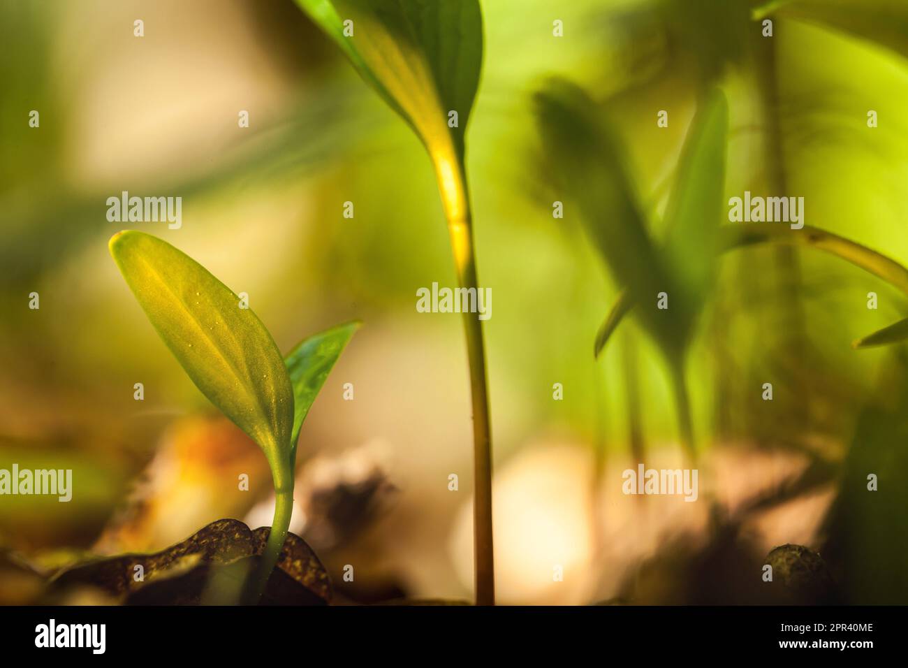 sycamore maple, great maple (Acer pseudoplatanus), seedling on forest ...
