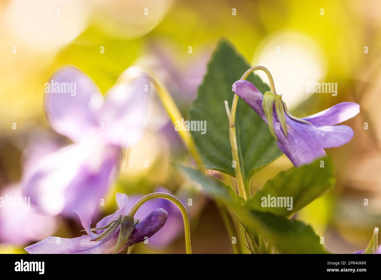 early dog-violet (Viola reichenbachiana), flowers, Germany Stock Photo ...