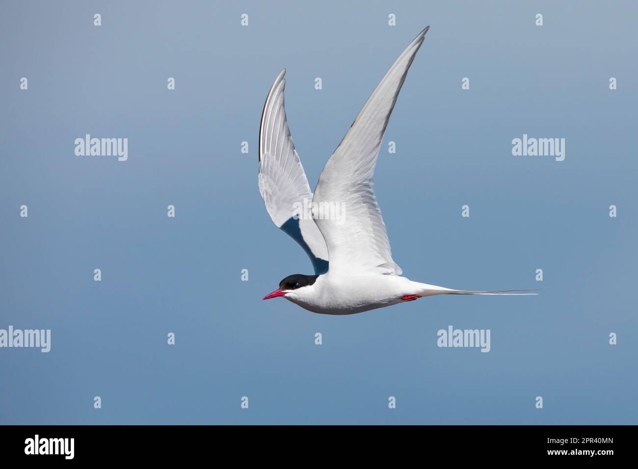 arctic tern (Sterna paradisaea), in flight, side view, Scandinavia ...