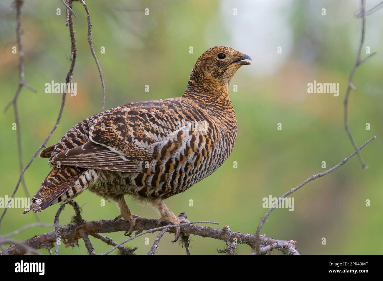 black grouse (Lyrurus tetrix, Tetrao tetrix), greyhen perching on a ...