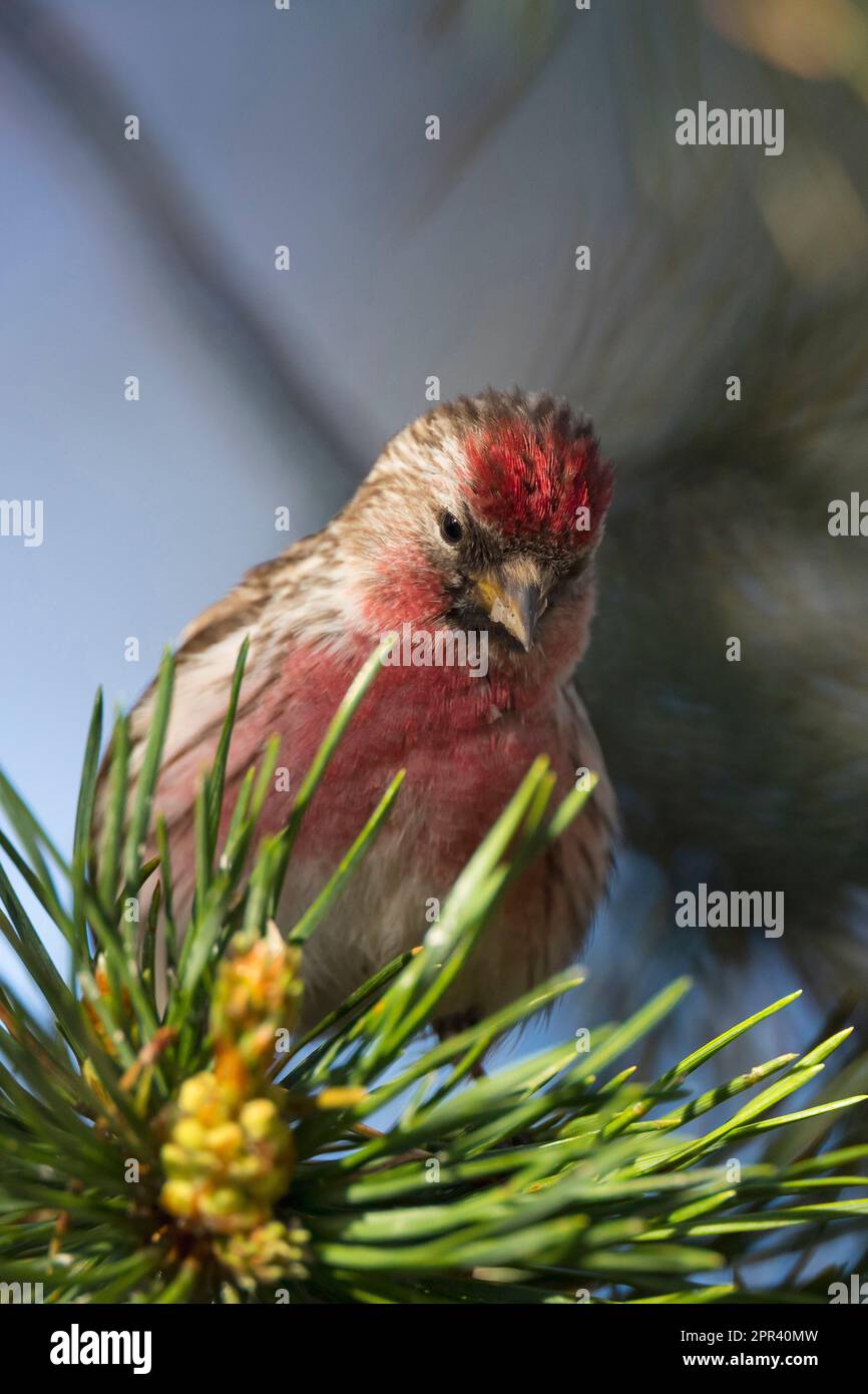 redpoll, common redpoll (Carduelis flammea flammea, Acanthis flammea ...