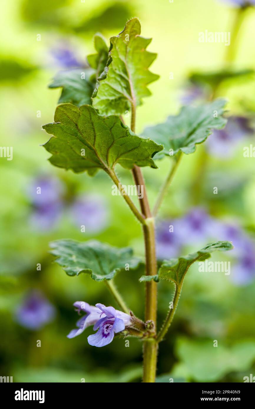 gill-over-the-ground, ground ivy (Glechoma hederacea), flowers, Germany ...