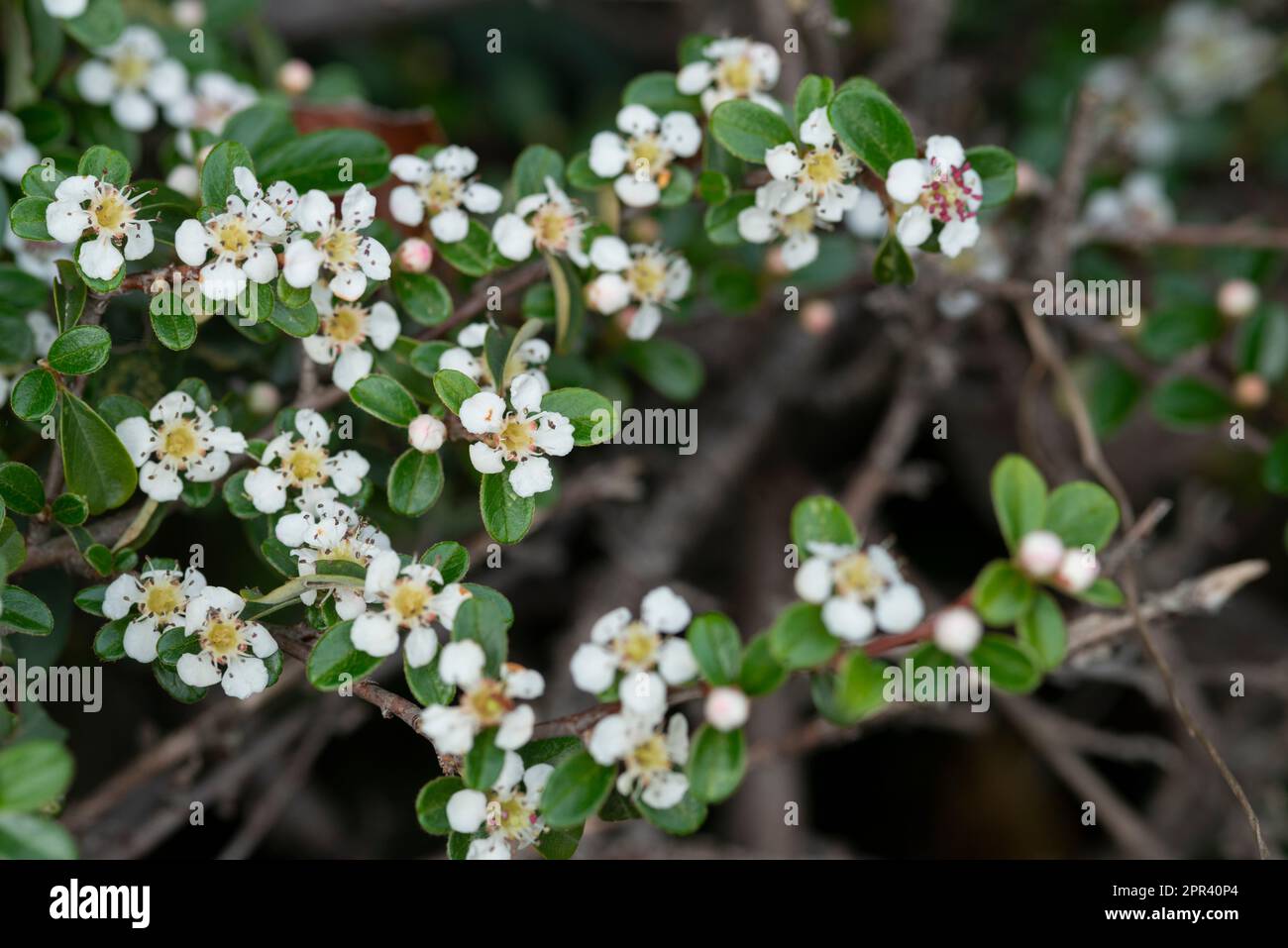 Bearberry Cotoneaster, Cotoneaster Dammeri, Flowers Stock Photo - Alamy