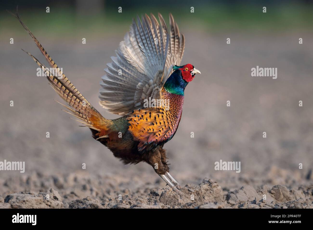 Common pheasant, Caucasus Pheasant, Caucasian Pheasant (Phasianus ...