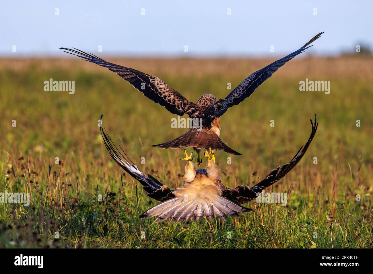 red kite (Milvus milvus), two red kites fighting in a meadow, rear view ...