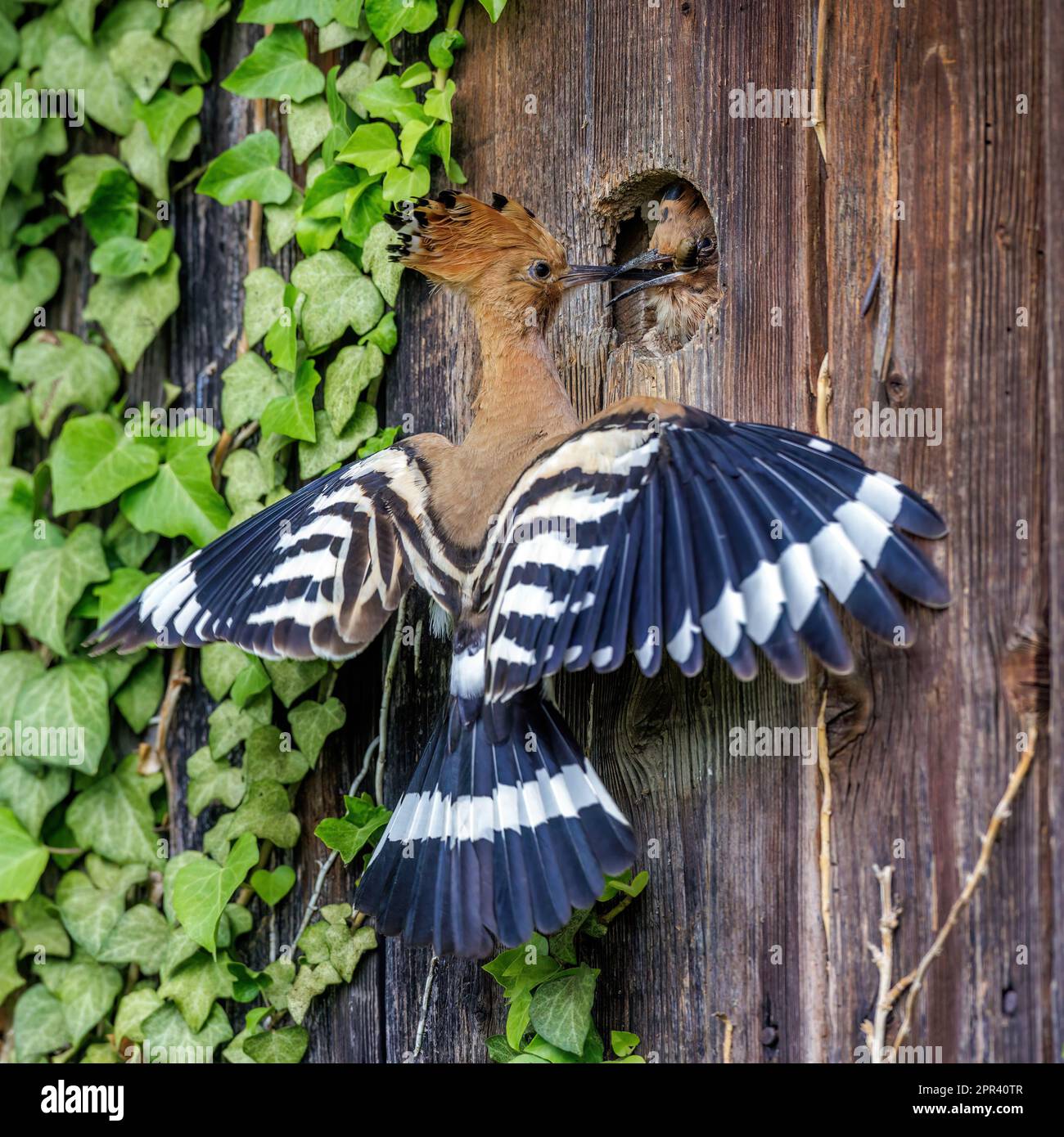 hoopoe (Upupa epops), feeding young bird at the nest box, Germany ...