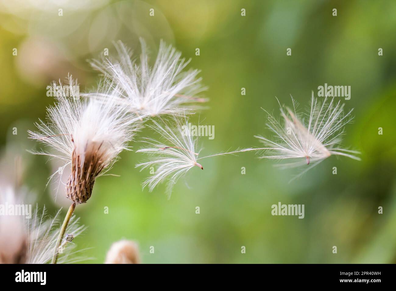 Canada thistle, creeping thistle (Cirsium arvense), fruits with pappus ...