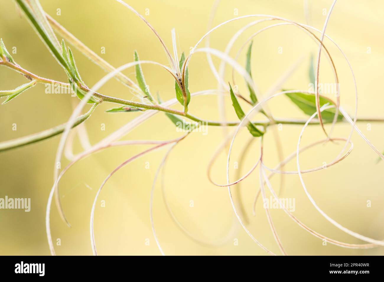 willow-herb, willow-weed (Epilobium spec.), fruiting; High-key lighting ...