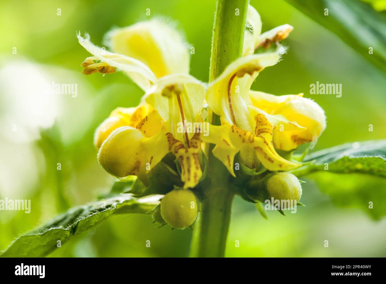 Yellow dead-nettle, Yellow Archangel, artillery plant, aluminium plant ...