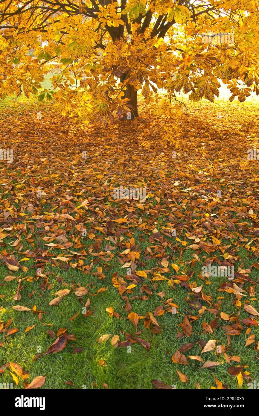 common horse chestnut (Aesculus hippocastanum), fall of leaves in ...