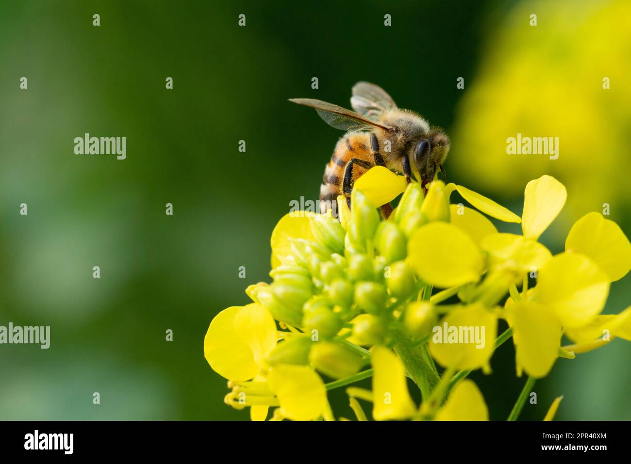 Bee Gathering Pollen on Mustard Plants, Sinapis Alba, Flowers Stock ...