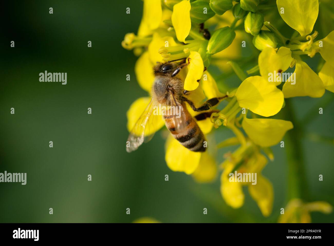 Bee Gathering Pollen on Mustard Plants, Sinapis Alba, Flowers Stock ...
