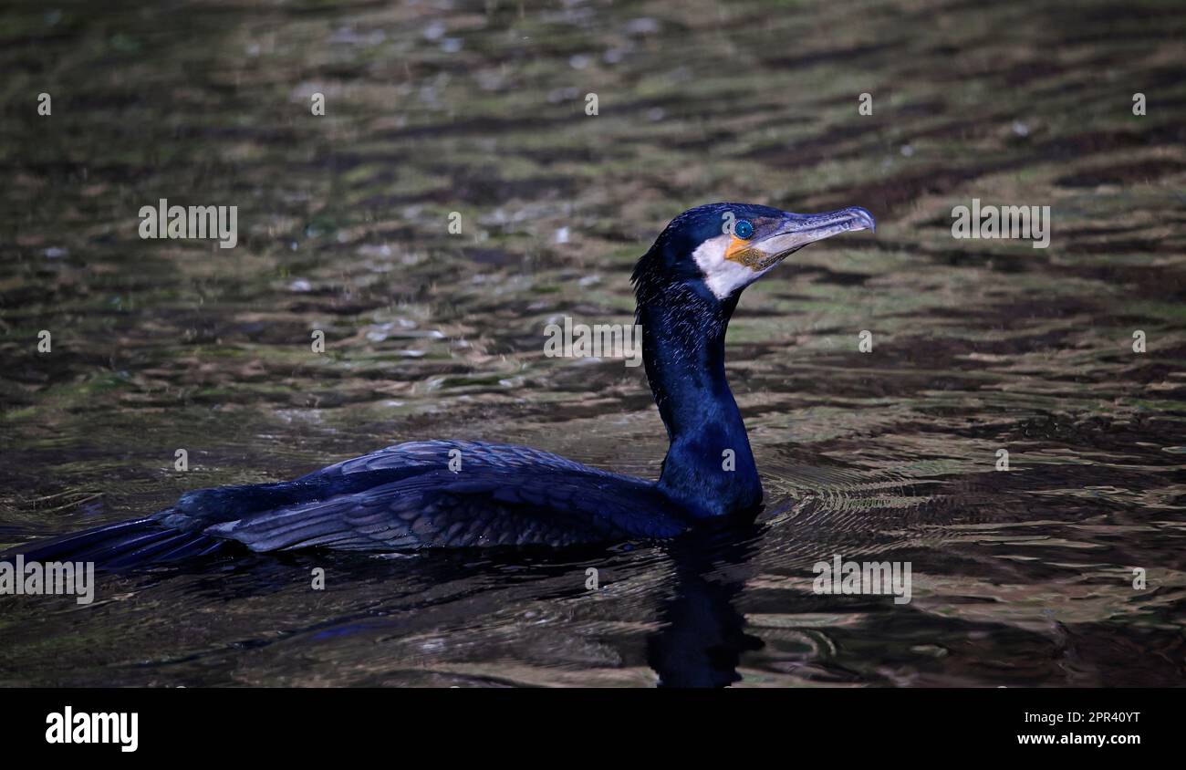Cormorant fishing on the river Stock Photo - Alamy
