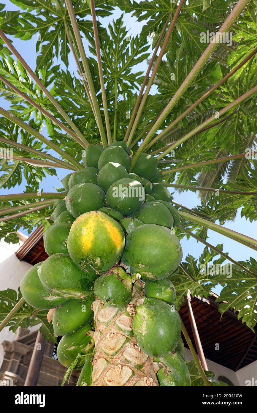 babáco (Carica pentagona), tree with fruits, Canary Islands, Gran ...