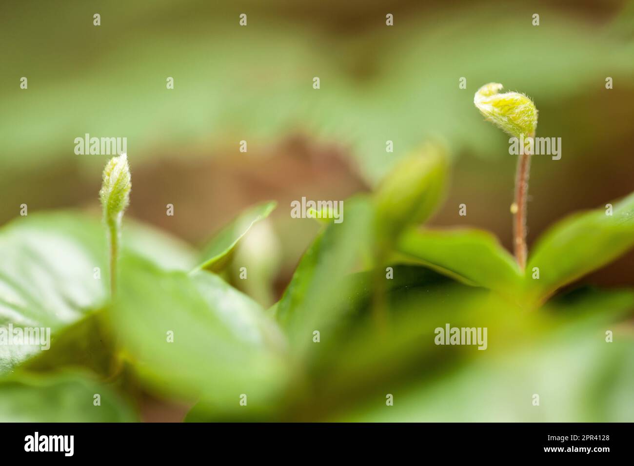 common beech (Fagus sylvatica), seedlings, Germany Stock Photo - Alamy
