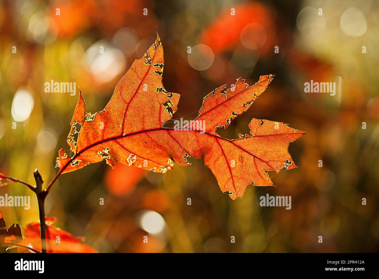 northern red oak (Quercus rubra), autumn leaf in backlight, Germany ...