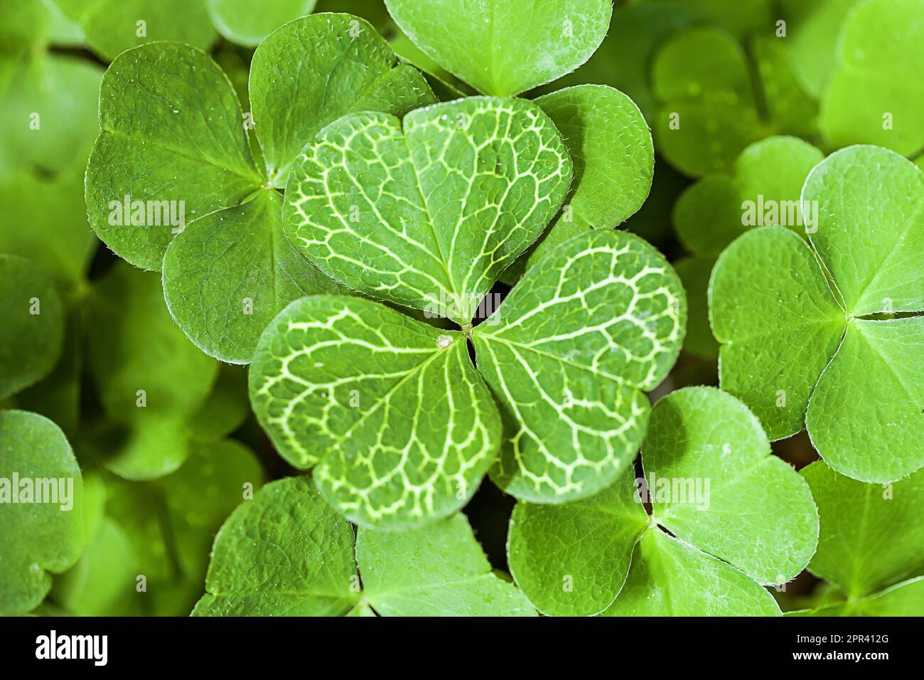 common wood sorrel, wood-sorrel, Irish shamrock (Oxalis acetosella ...