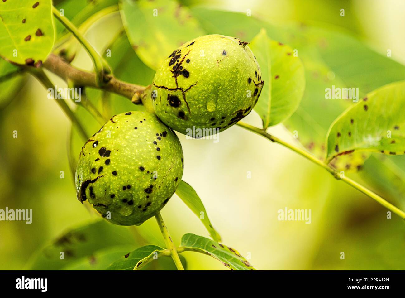 walnut (Juglans regia), nuts with husk on a the tree, Germany Stock ...